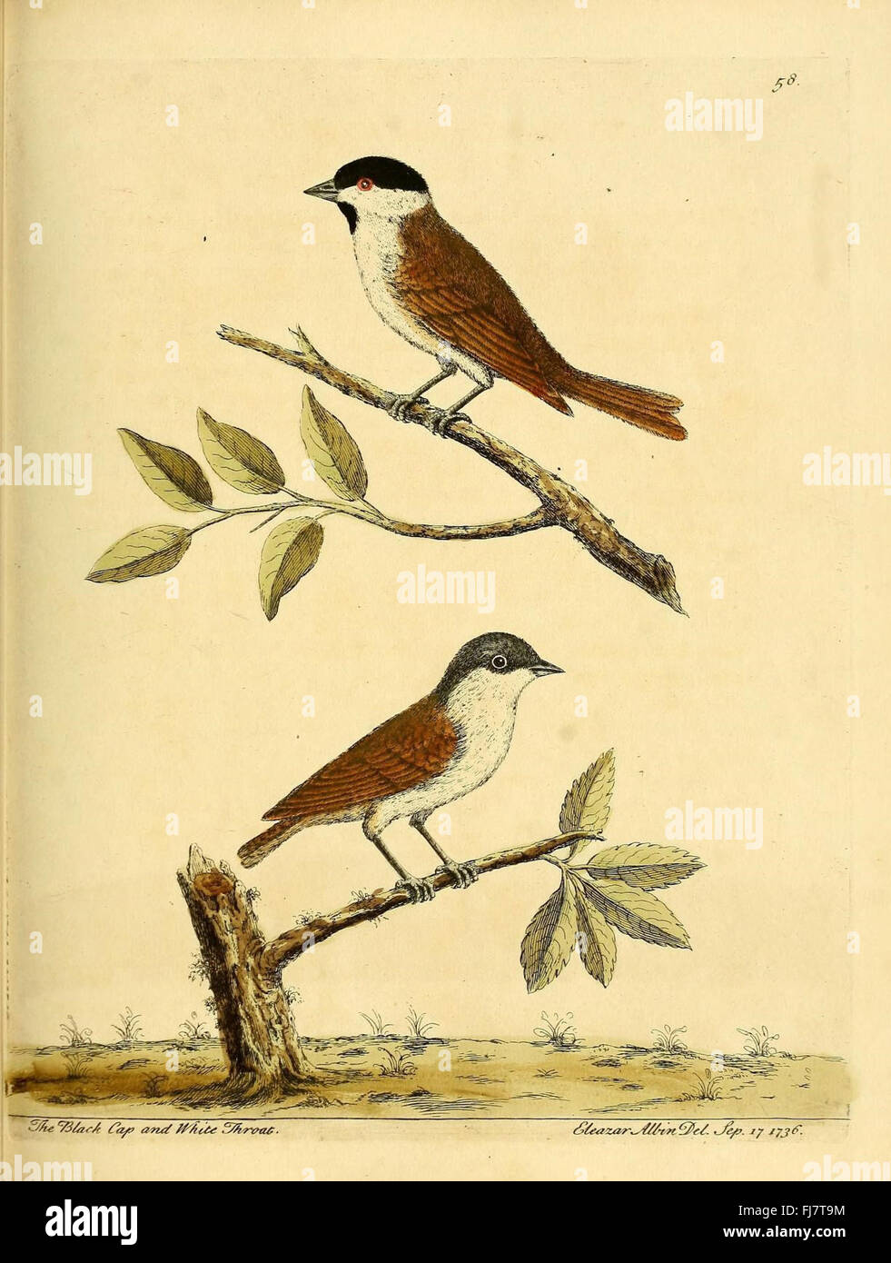 An early work in ornithology detailing the natural history of birds ...