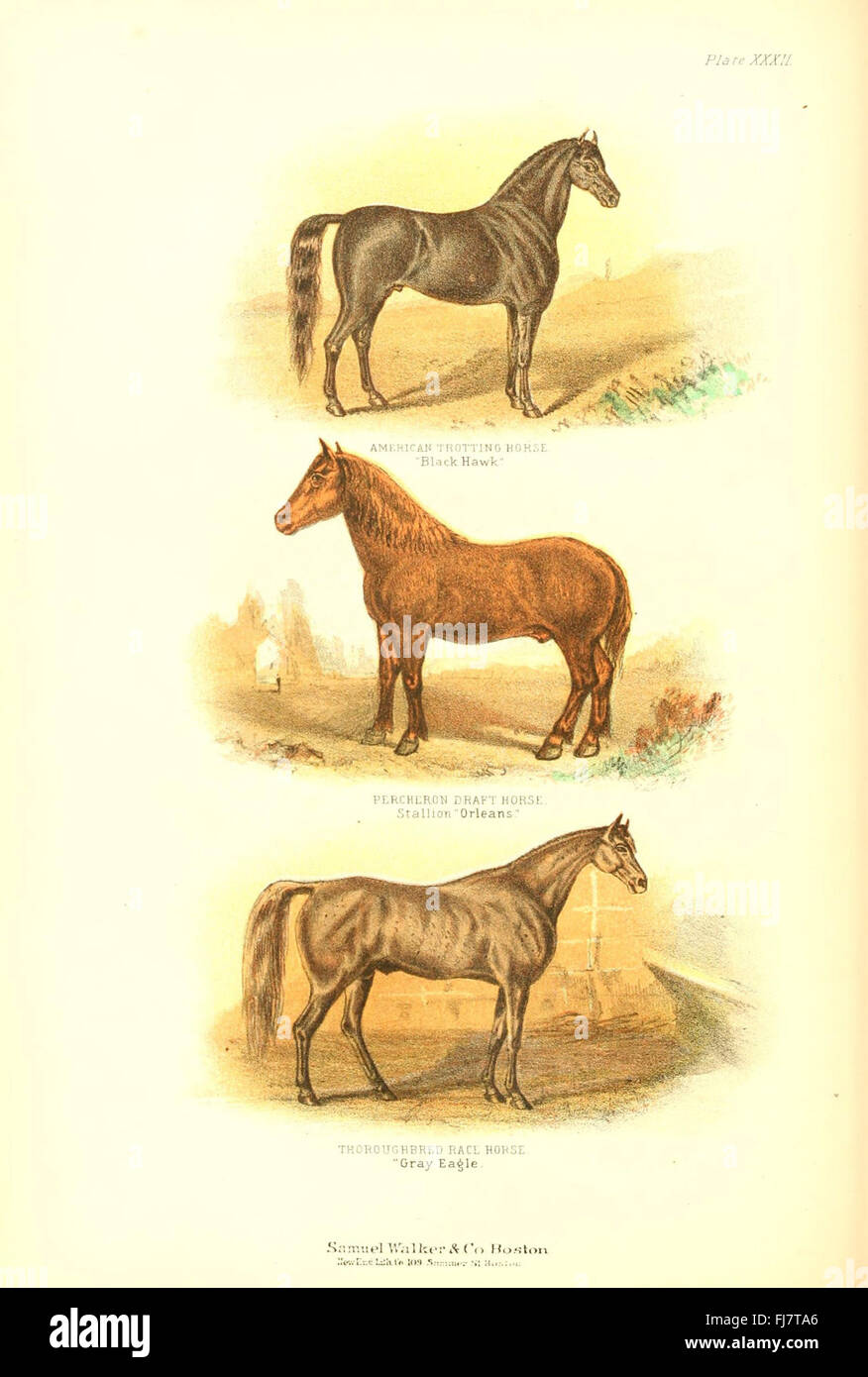 An educational depiction of various living organisms from the fields of ...