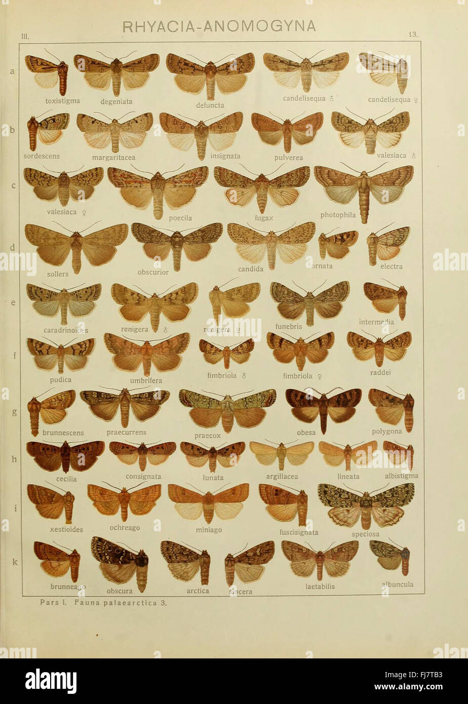 Lepidoptera families hi-res stock photography and images - Alamy