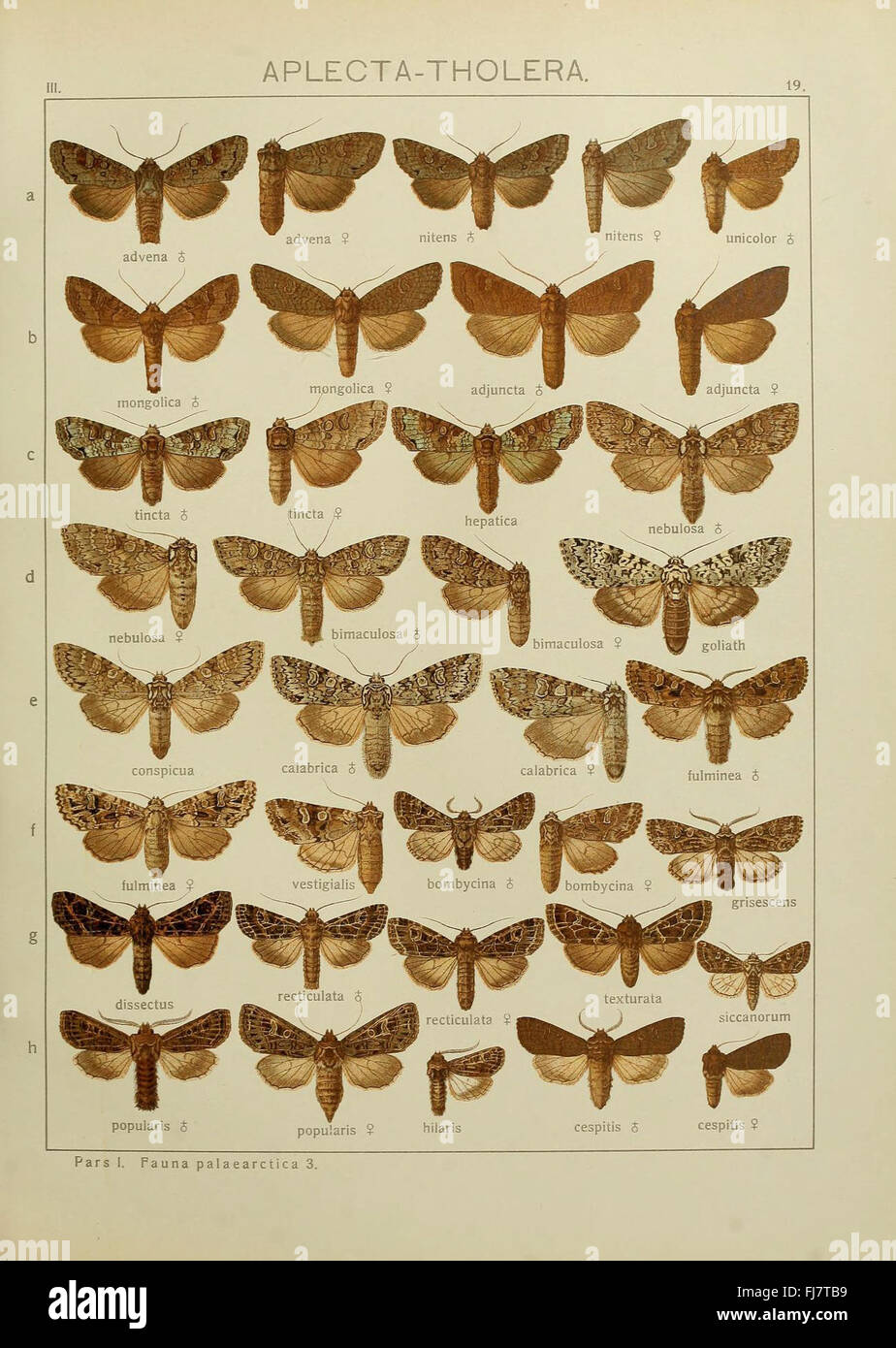 Illustration of large butterfly and moth species from an entomological ...