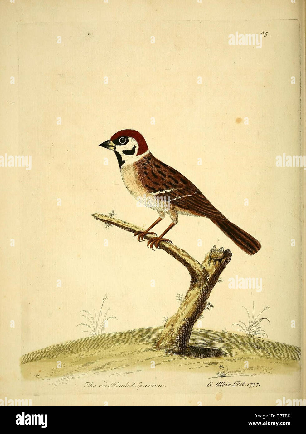 Illustrated ornithological study on bird species, detailing habitats ...