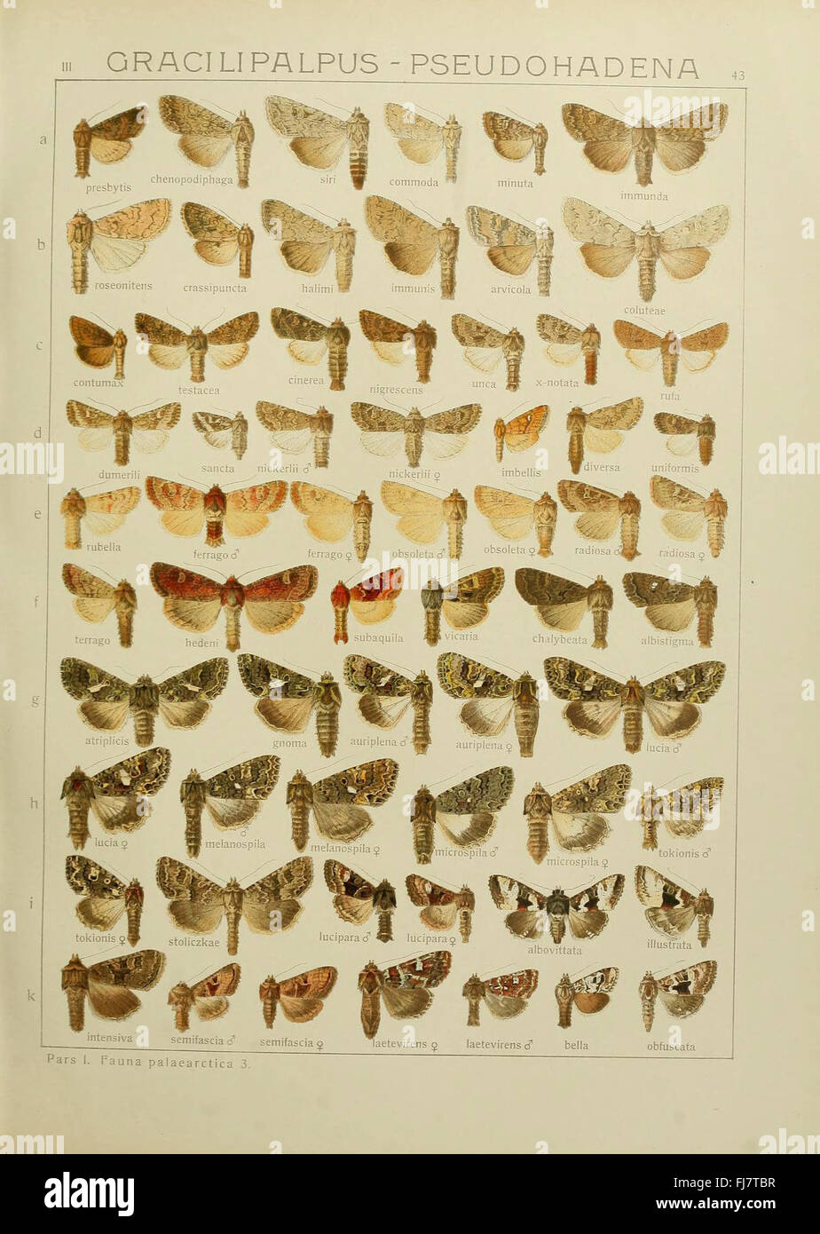 Macrolepidoptera guide hi-res stock photography and images - Alamy