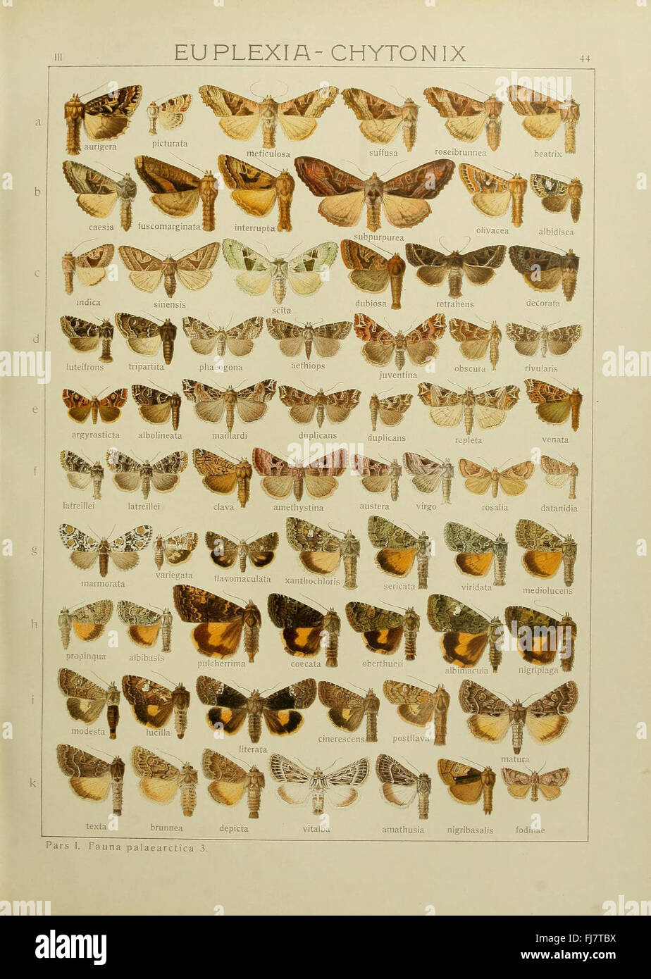 Lepidoptera, butterflies, moths, insect species, entomology, biological ...
