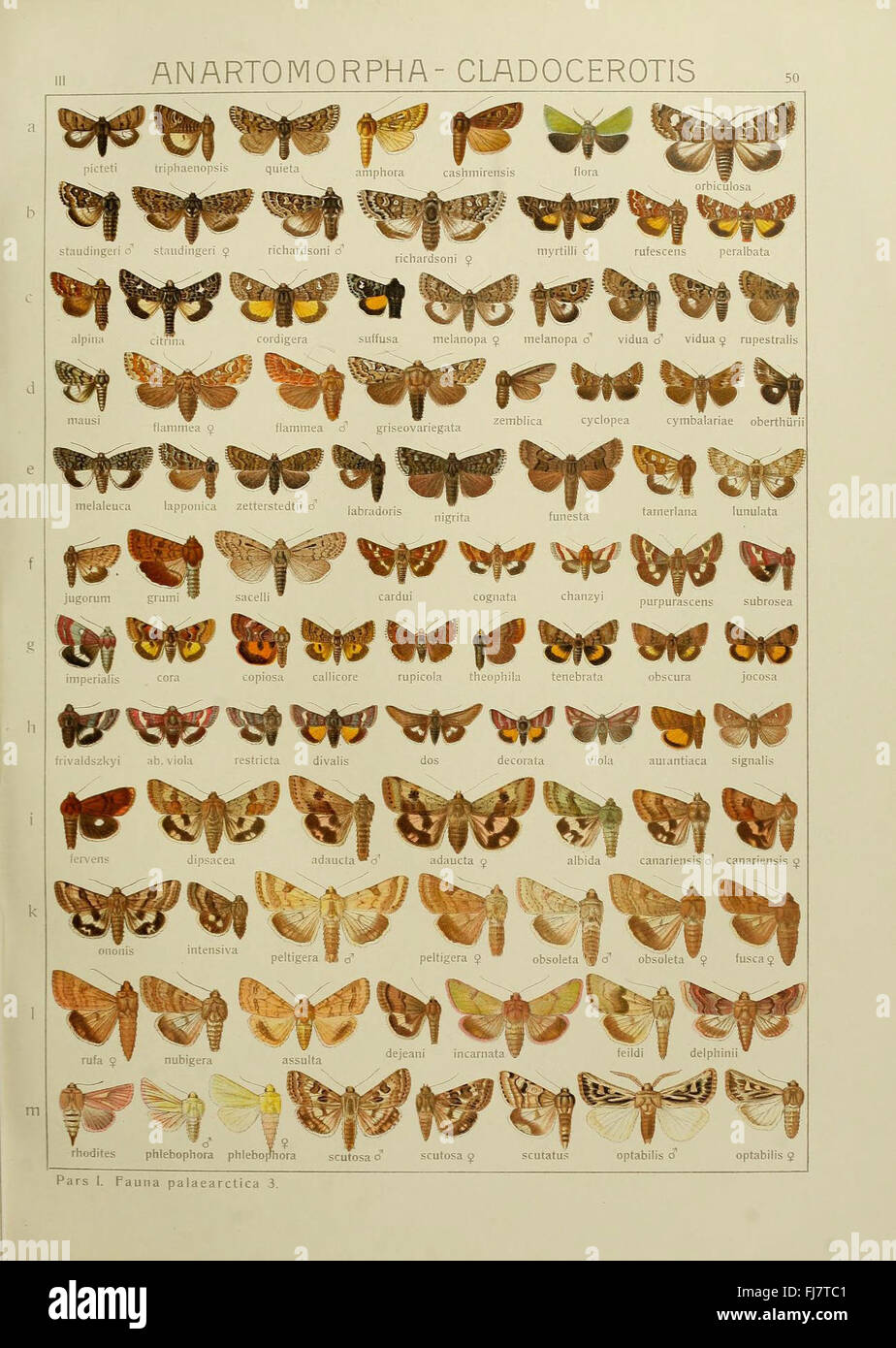 The Macrolepidoptera of the World (Plate 53) - A scientific study of ...