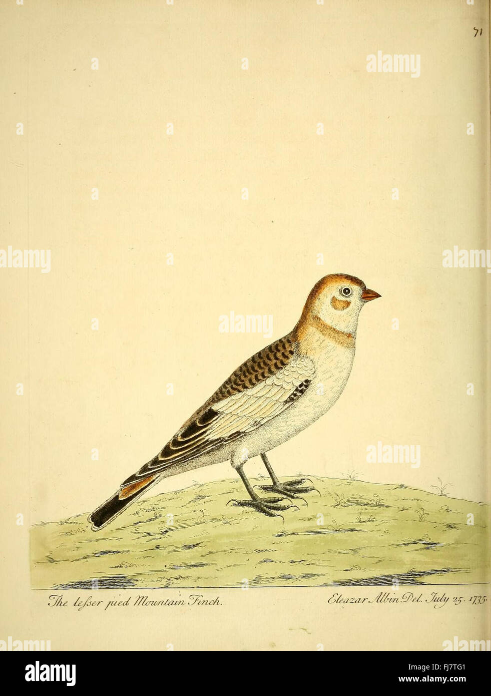 A natural history of birds, Birds, Early works to 1800, Pictorial works ...