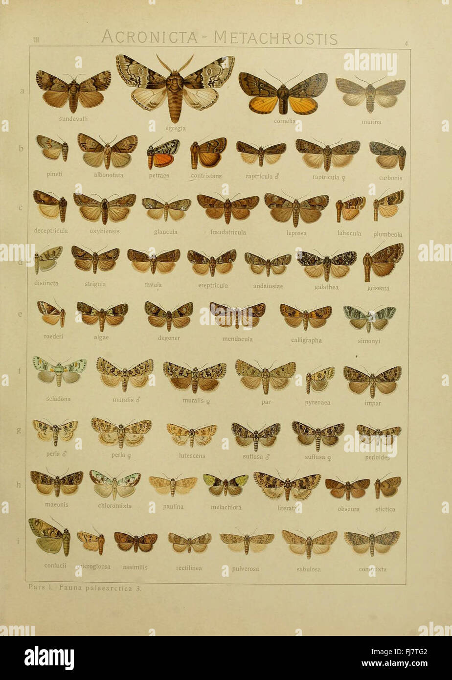 An illustration of Macrolepidoptera species from around the world ...