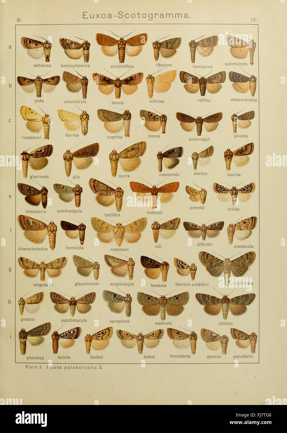 An in-depth study of global butterfly species, focusing on the large ...