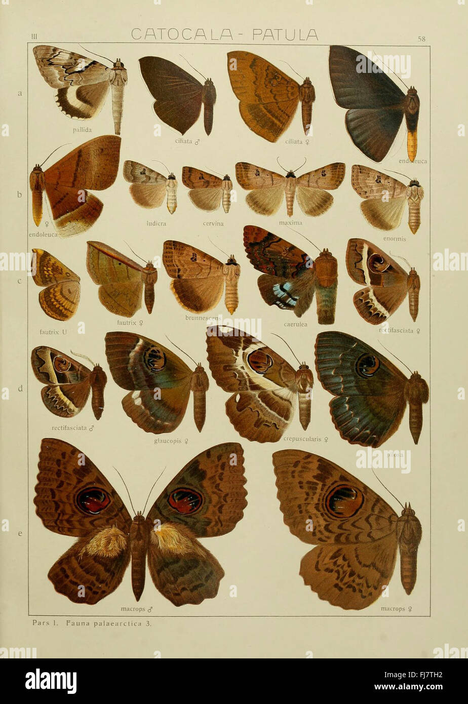 An illustrated work focusing on the study of large moths and ...