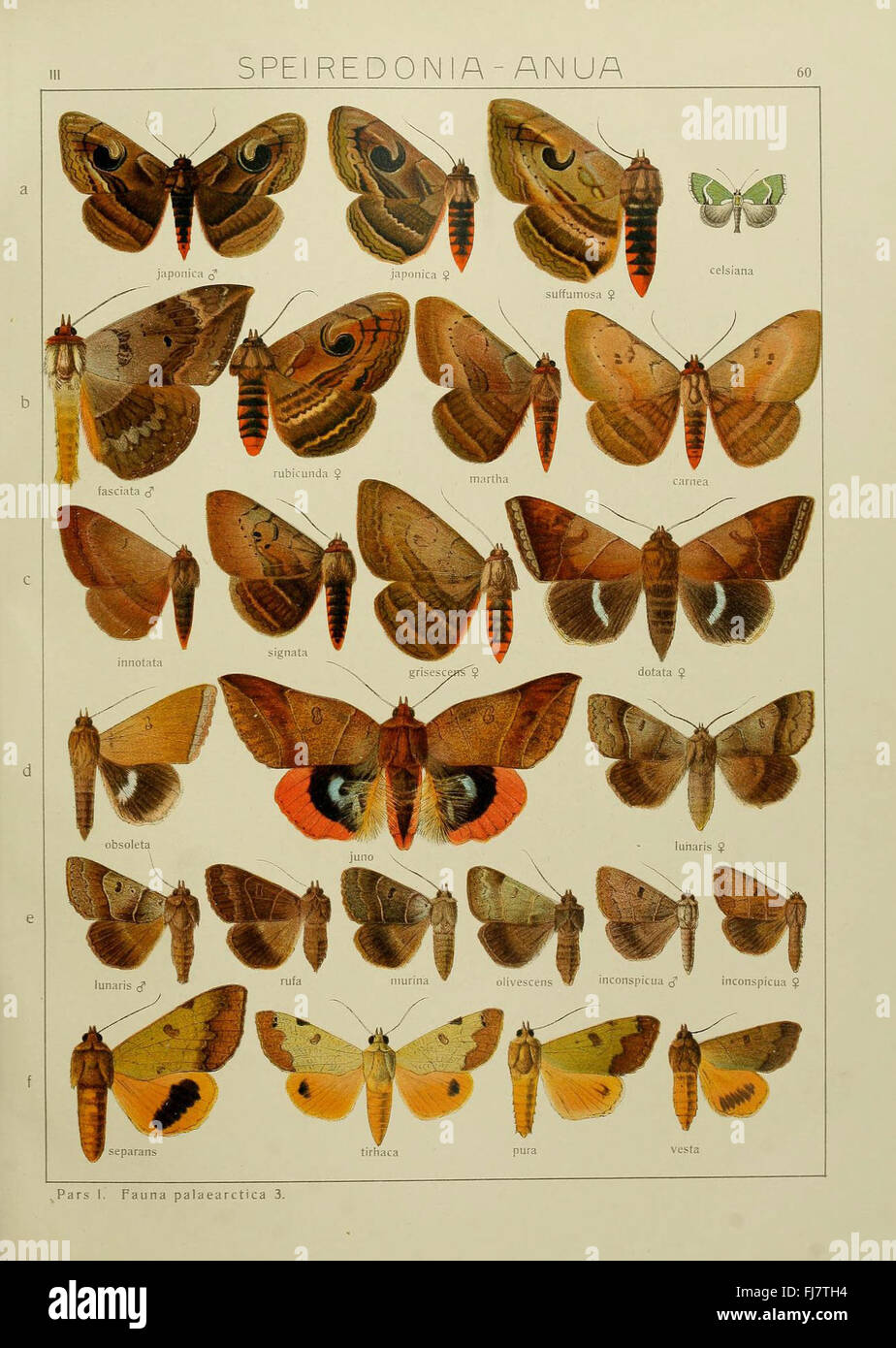 An illustration from *The Macrolepidoptera of the World*, focusing on ...