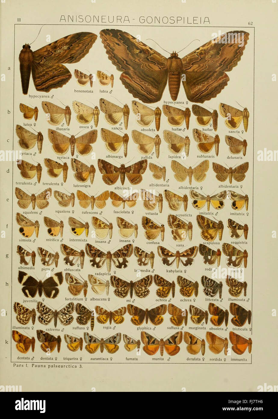 This collection offers an in-depth look at macro-lepidoptera species ...