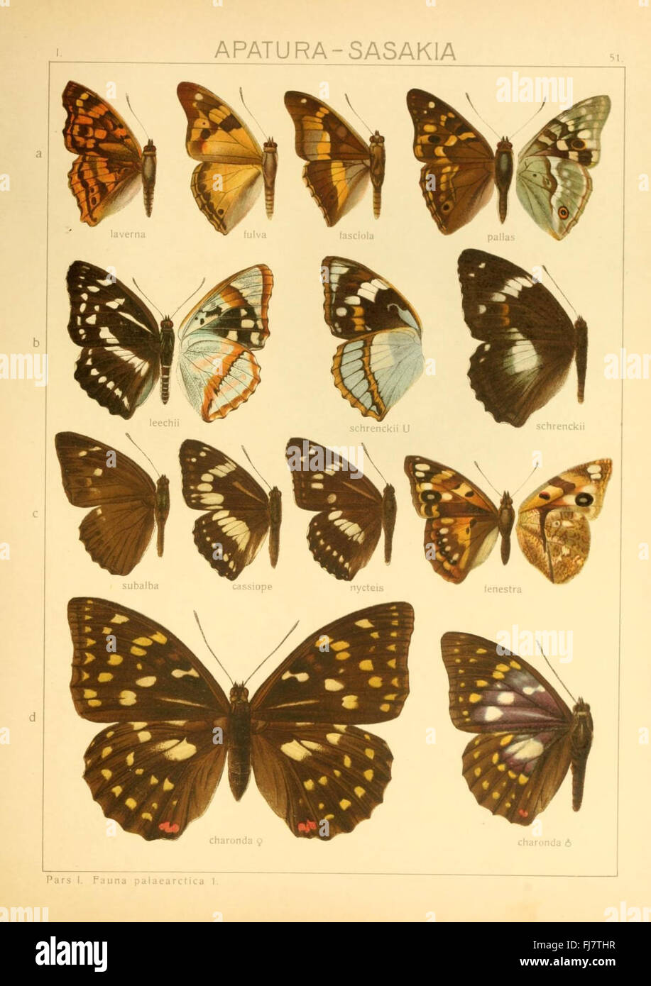 Macrolepidoptera, World Lepidoptera, Butterfly Species, Moths ...
