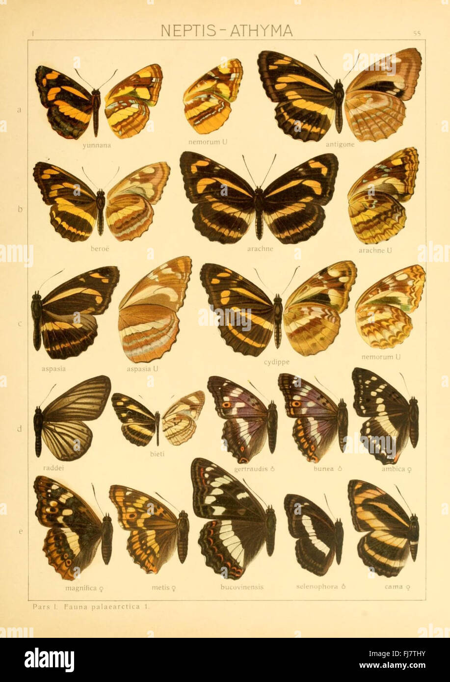 Illustrated study of large moths and butterflies, detailing species ...