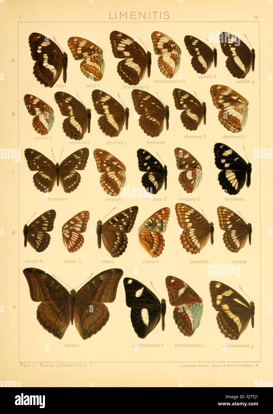 This study covers Macrolepidoptera, focusing on butterfly and moth ...
