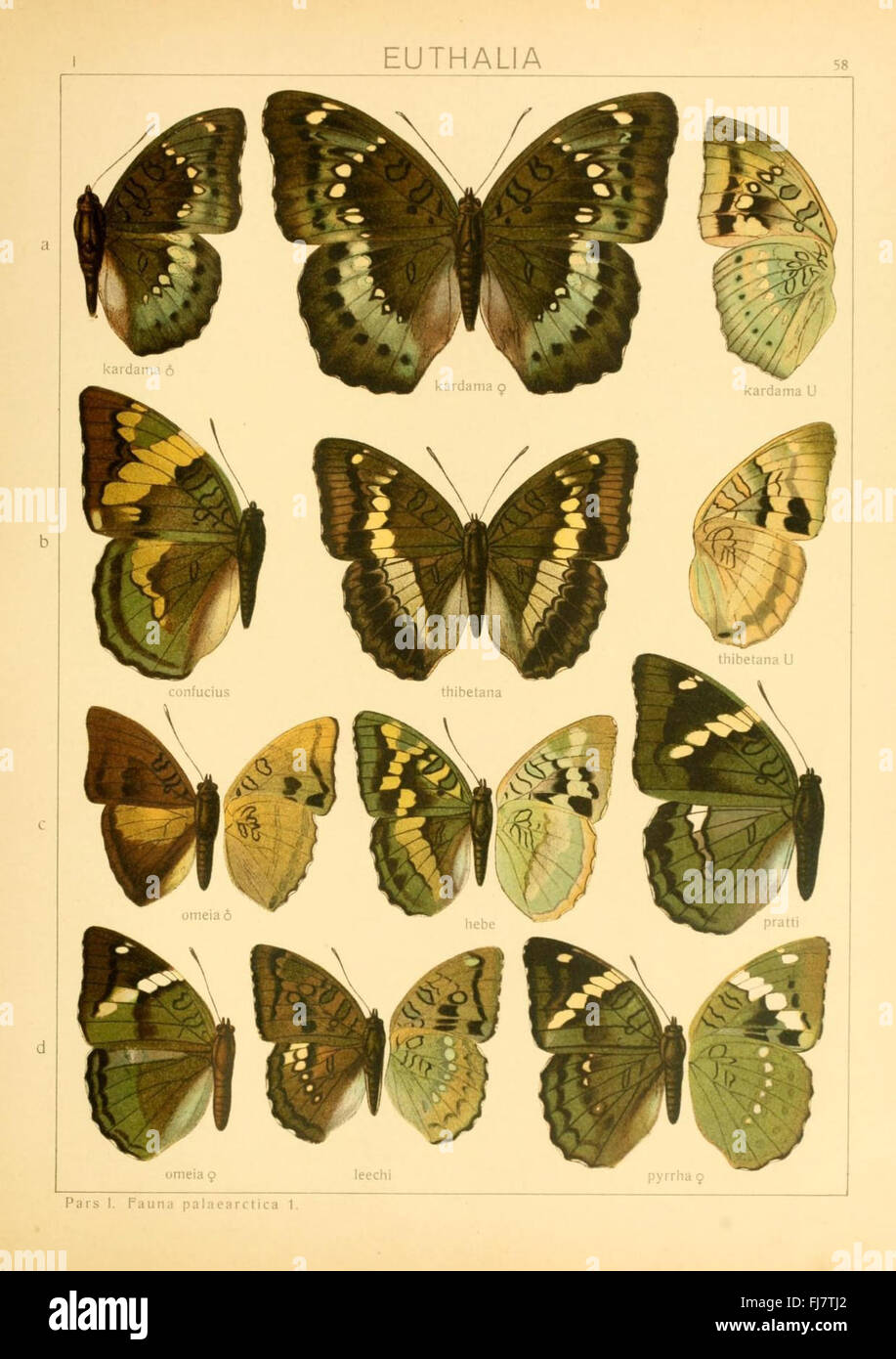 A detailed depiction of large moth and butterfly species from around ...