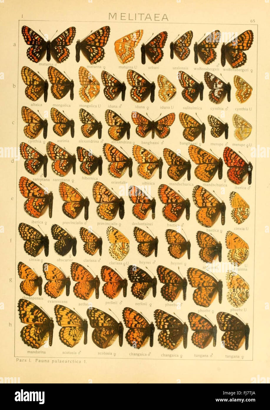 A study of the world's large butterflies and moths, focusing on their ...