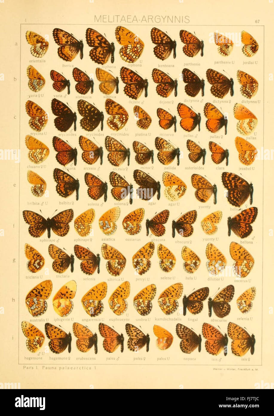 Macrolepidoptera: Global Butterfly Families Stock Photo - Alamy