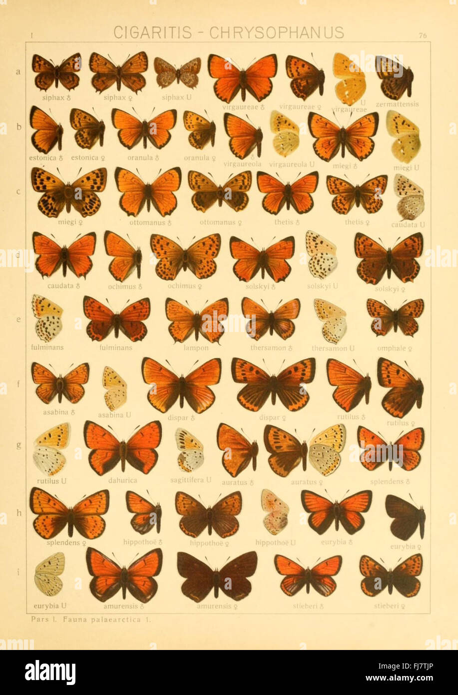 A collection documenting large butterflies and moth species, focusing ...