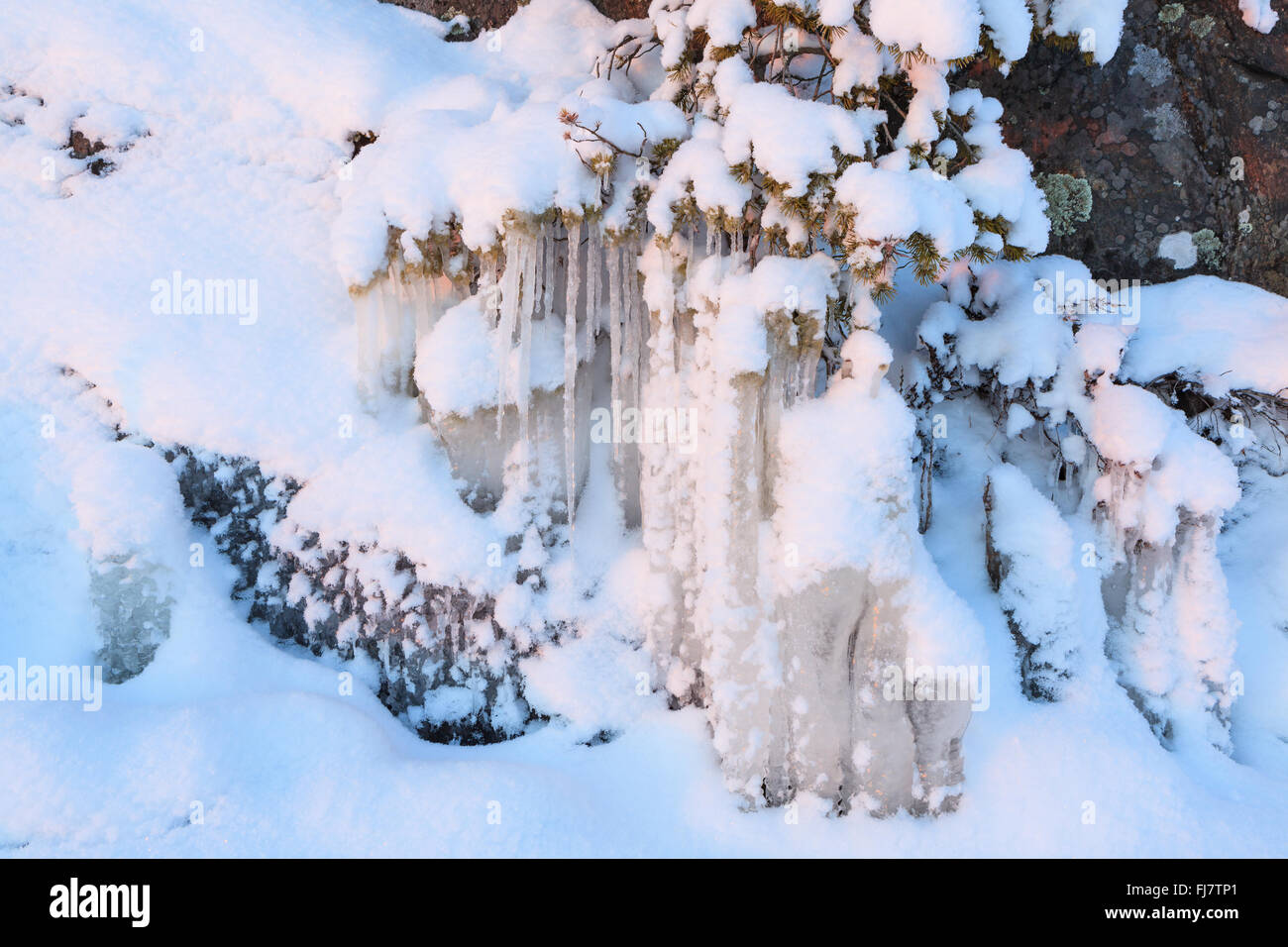 Beautiful icicle ice formation on small tree Stock Photo - Alamy