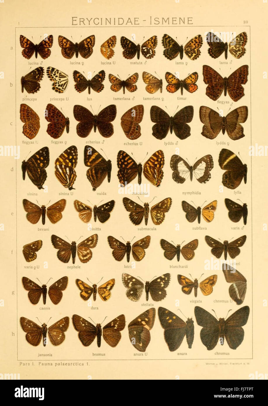 An illustrated work focusing on the larger butterflies and moths of the ...