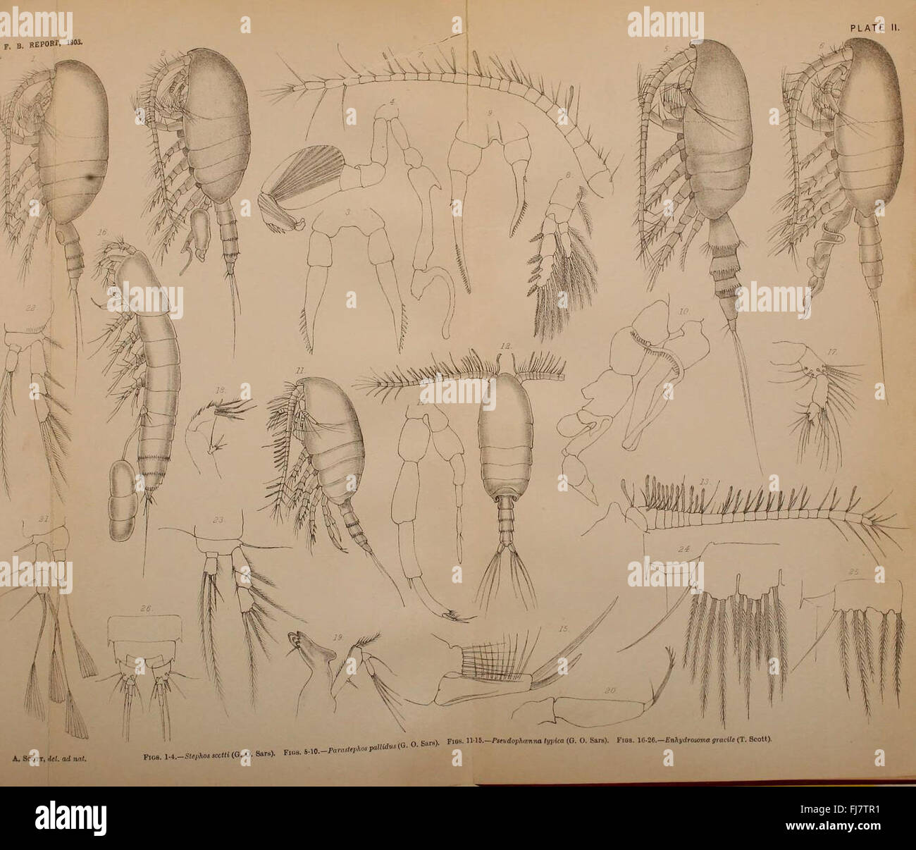 Loch fyne biodiversity hi-res stock photography and images - Alamy