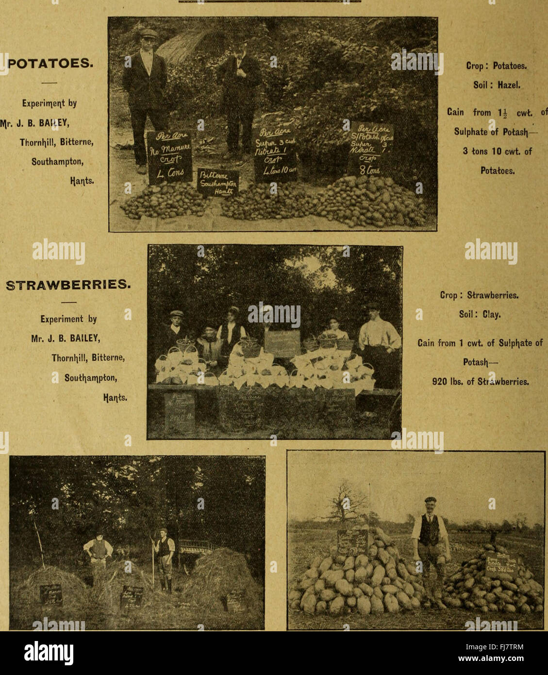 The Mark Lane express, agricultural journal &c (1907 Stock Photo - Alamy