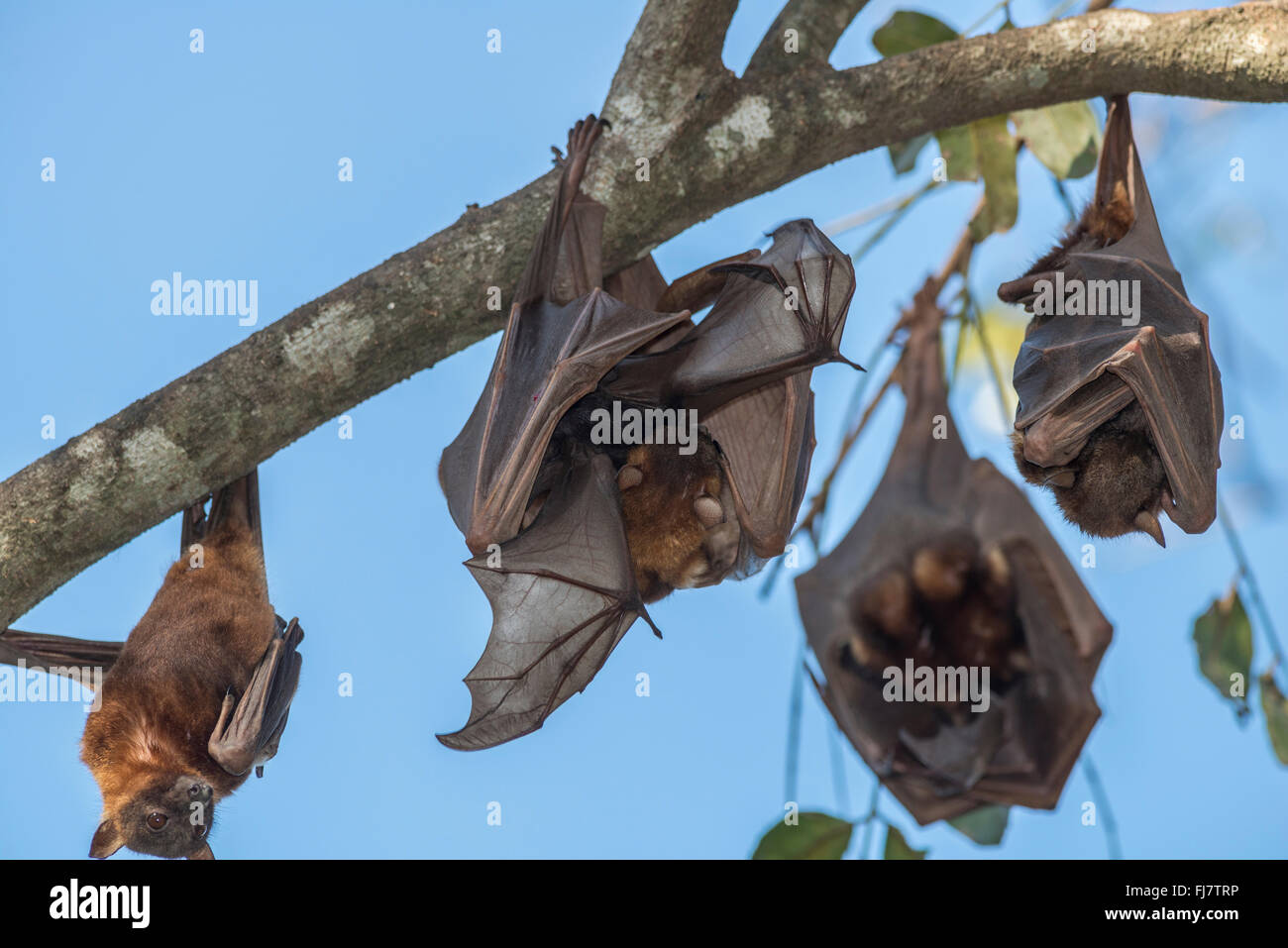 Little Red flying fox carrying her baby roosting and grooming within ...