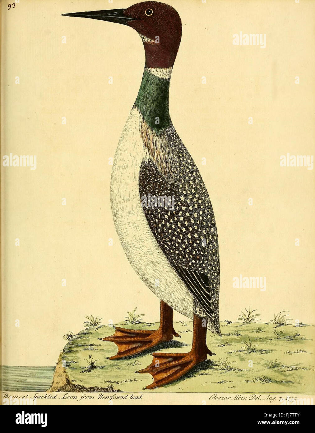 A natural history of birds Stock Photo - Alamy