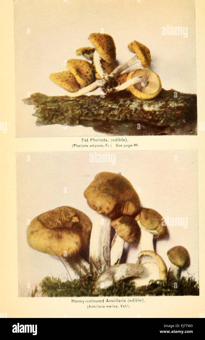 A comprehensive guide to mushrooms, including edible varieties and ...