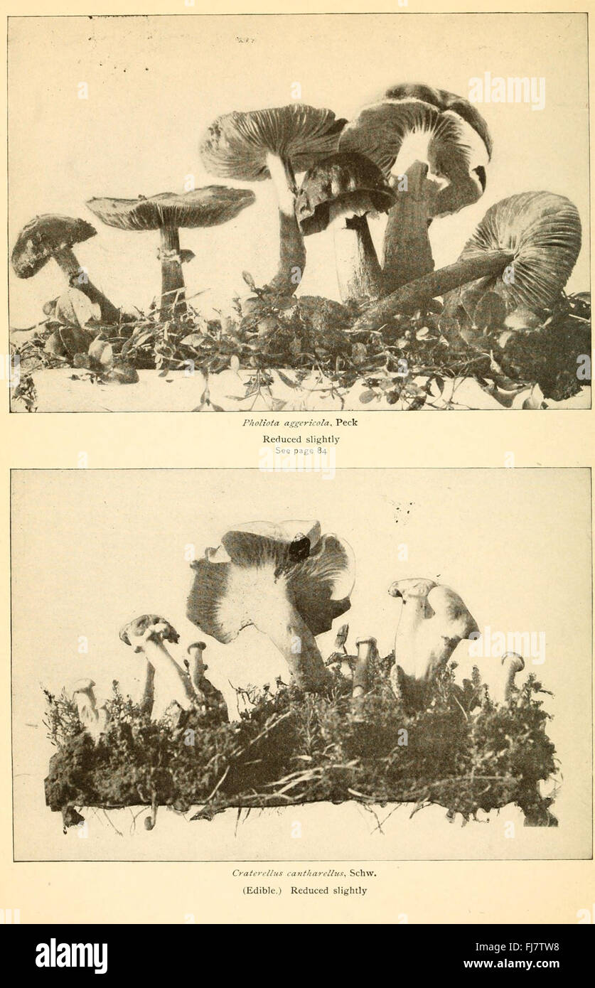 Guide to edible mushrooms, a practical guide to identifying and cooking ...