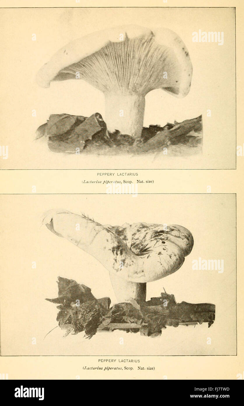 A comprehensive guide to mushrooms, including identification and ...