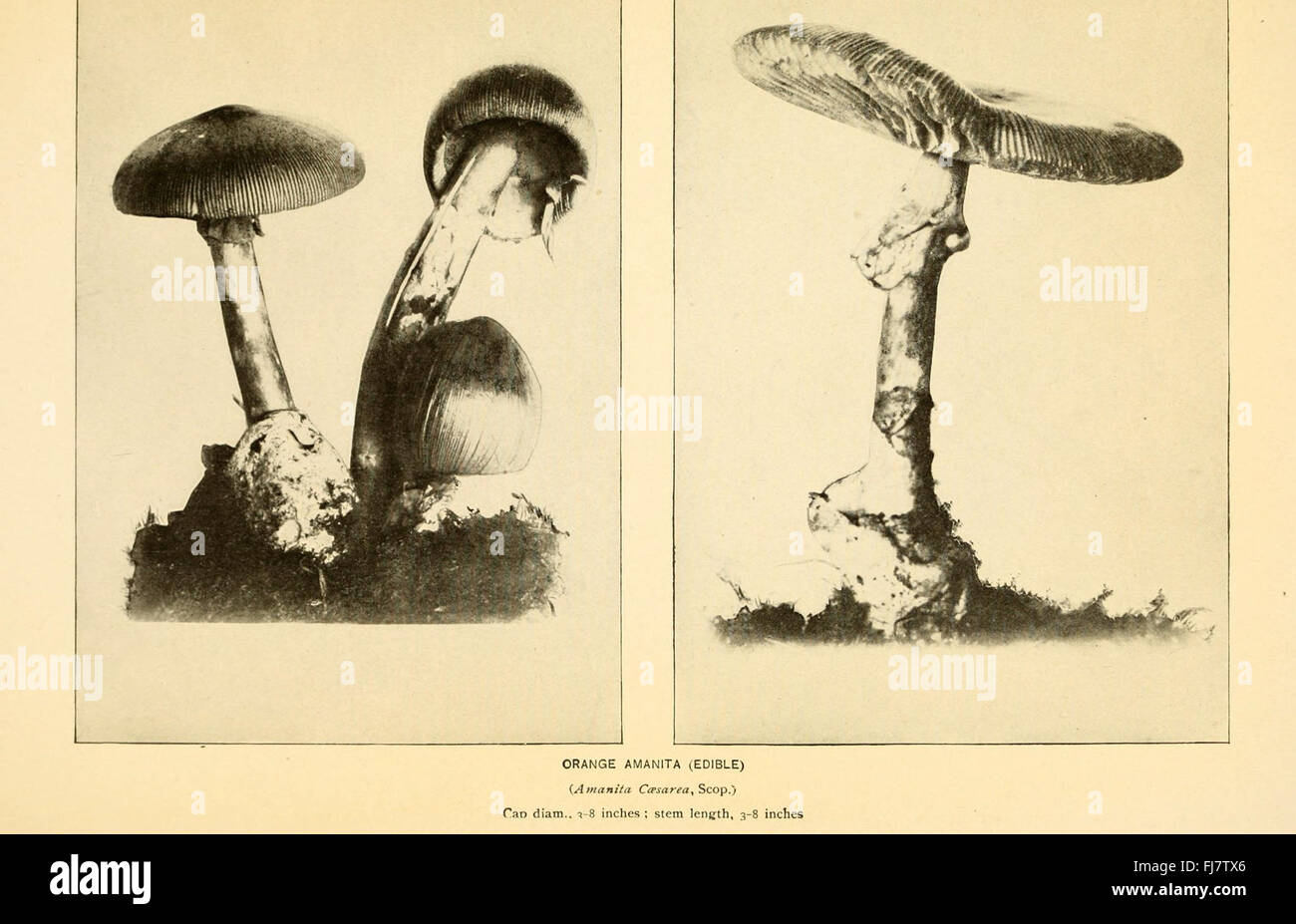 A comprehensive guide to mushrooms, focusing on edible fungi, their ...