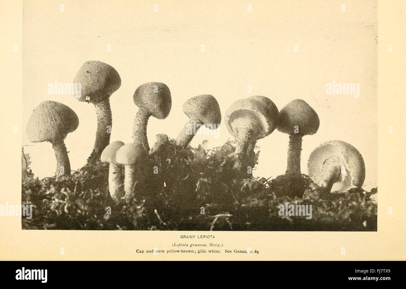 A comprehensive guide on mushrooms, focusing on edible species, their ...