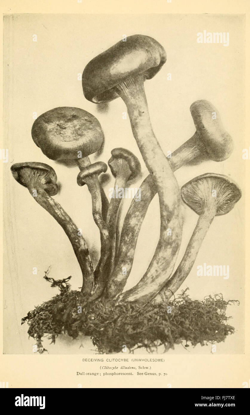 This guide provides detailed information on edible mushrooms, covering ...