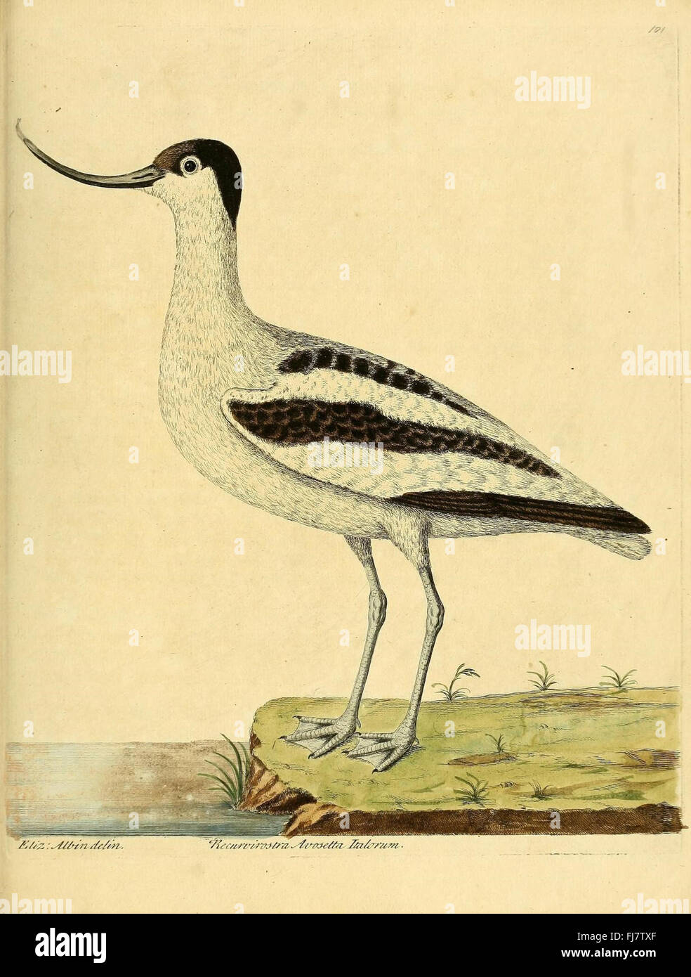 An early work documenting various bird species with detailed ...