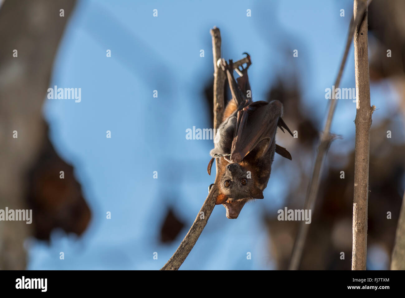 Little Red flying fox carrying her baby roosting and grooming within ...