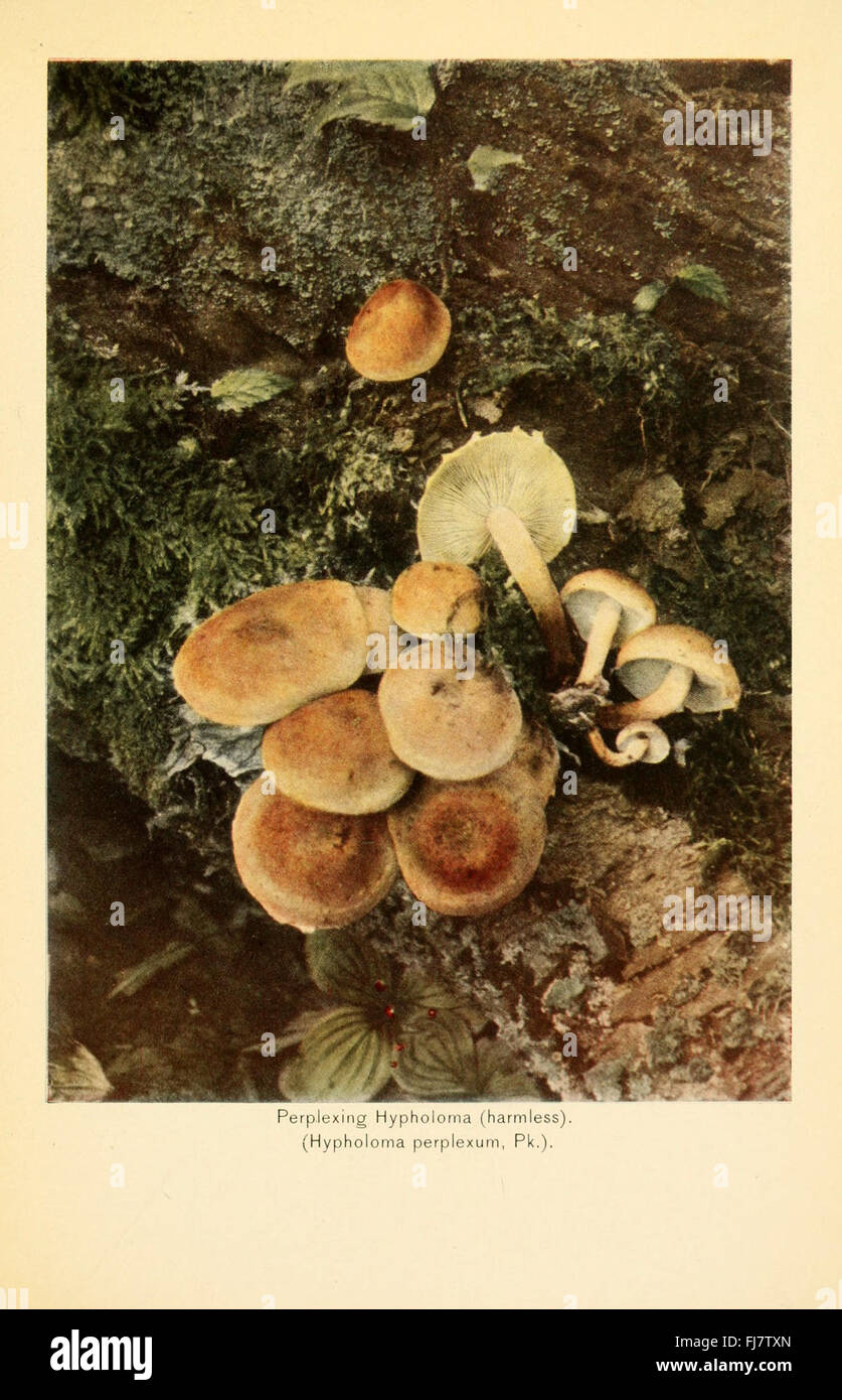 The Mushroom Book, housed at the Mertz Library of the New York ...