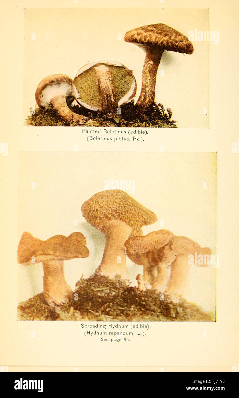 Cookery, Mushrooms, Fungi, Edible mushrooms, Mertz Library, The New ...