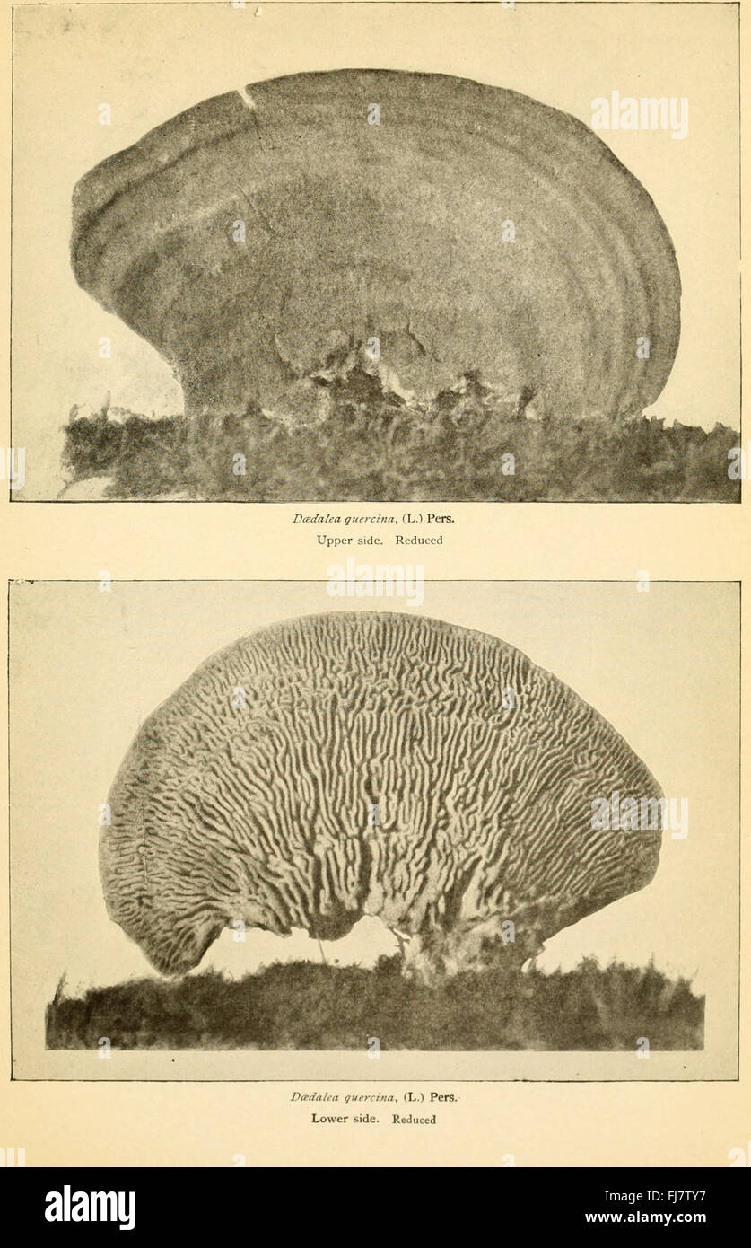 The mushroom book - A comprehensive guide to mushrooms, focusing on ...