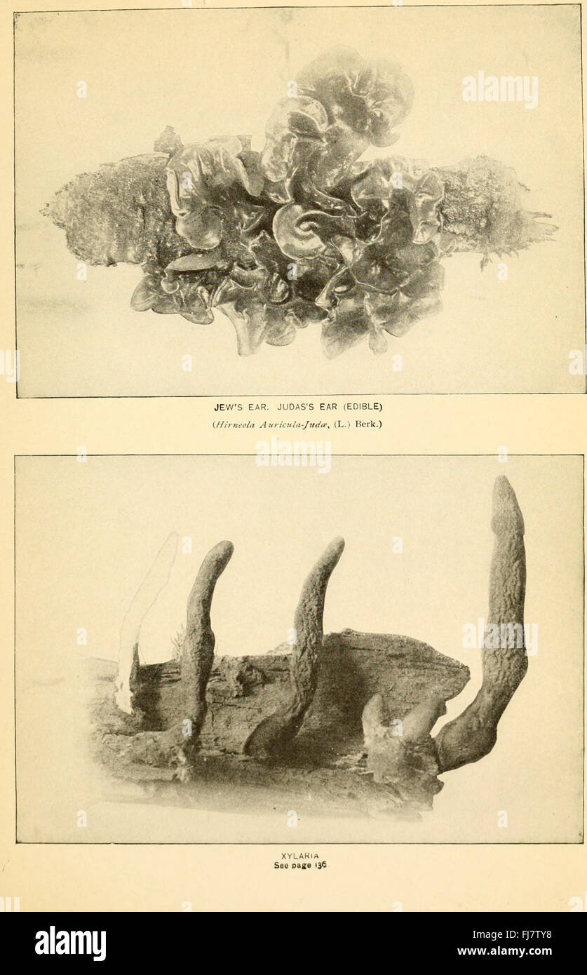 A guide to edible mushrooms, focusing on species used in cooking, with ...