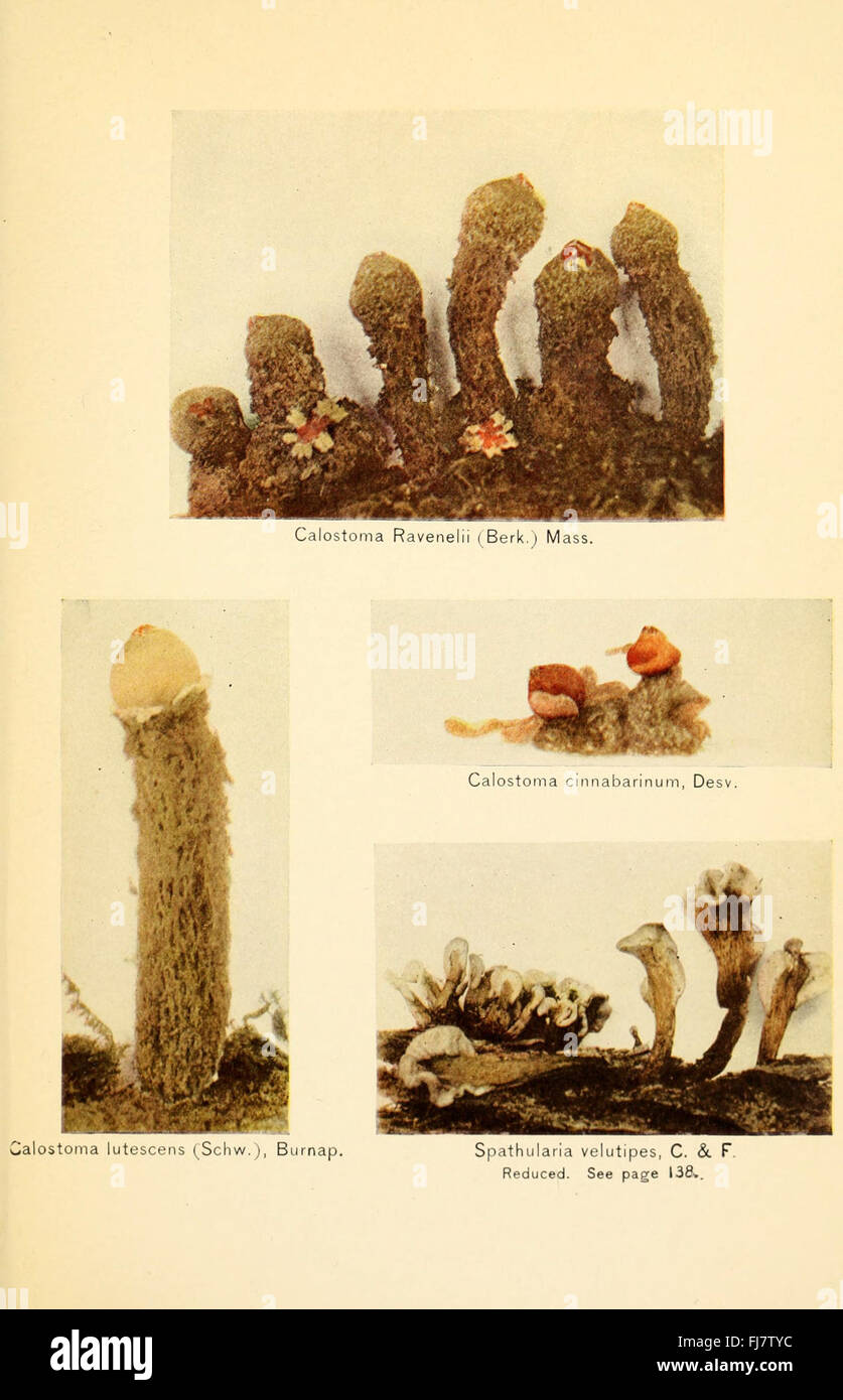 A comprehensive guide to edible mushrooms, providing details on ...