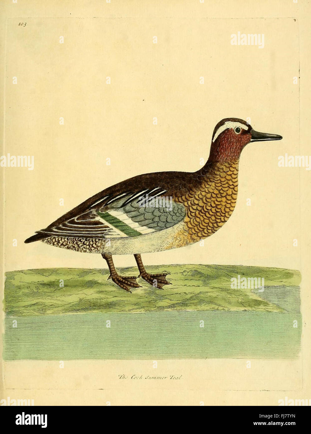 A Natural History of Birds (Numb. CIII) - An early natural history book ...
