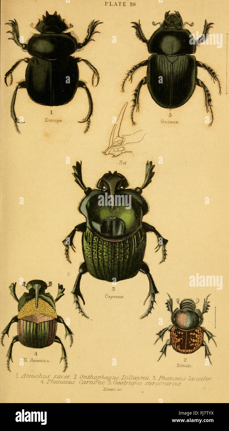Early entomological study on beetles, examining their morphology ...