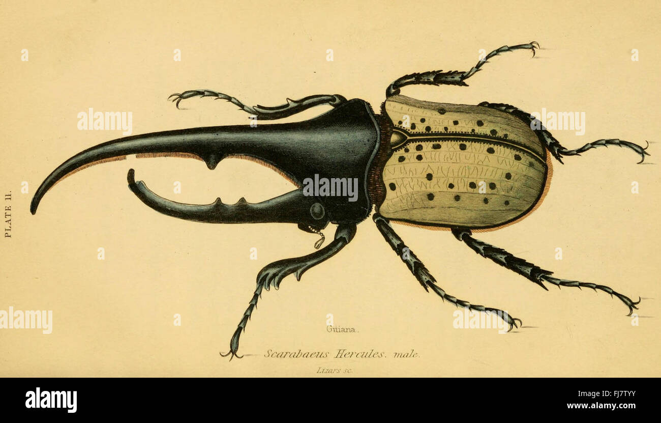 Detailed scientific drawings of various beetle species hi-res stock ...
