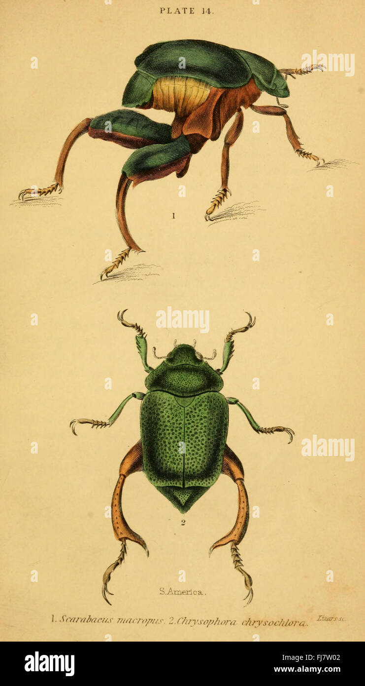 The natural history of beetles (Plate 14 Stock Photo - Alamy