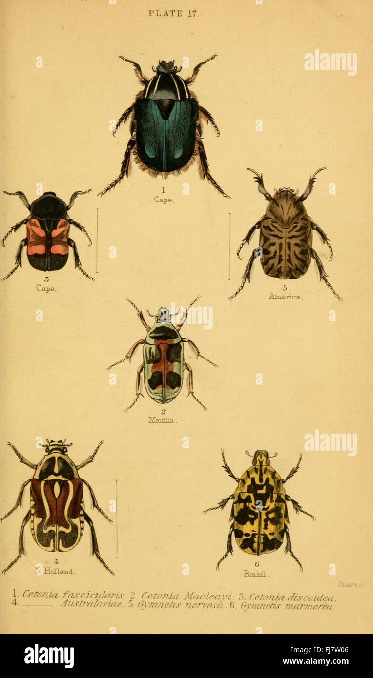 The natural history of beetles (Plate 17 Stock Photo - Alamy