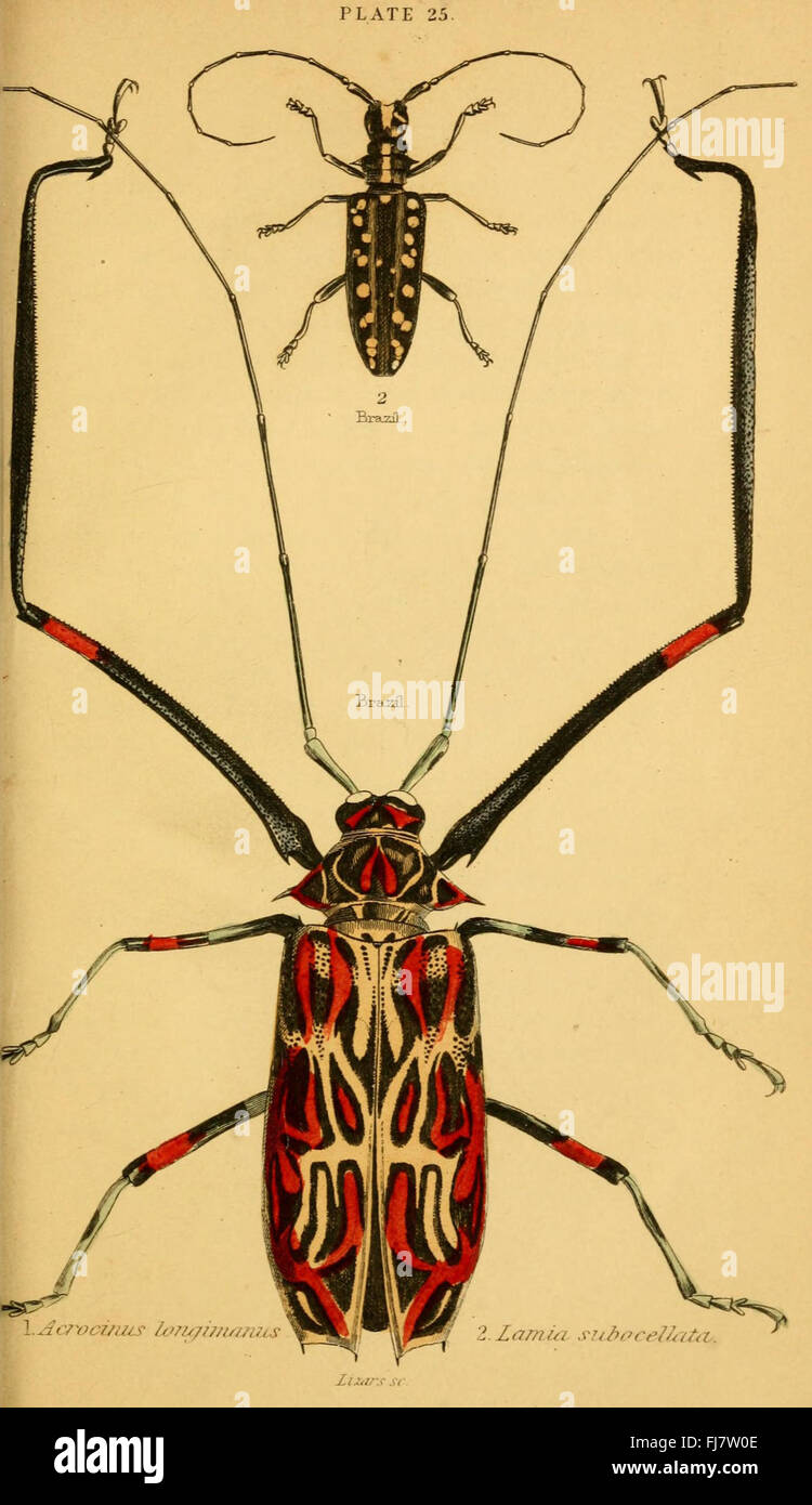 A detailed study of beetles, including illustrations of species and ...