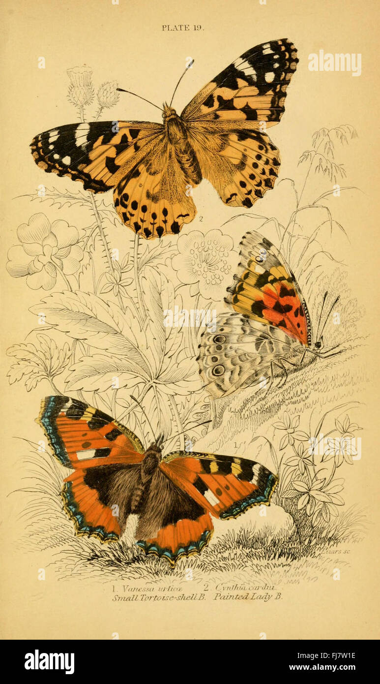 Historical guide to British butterflies, detailing their classification ...