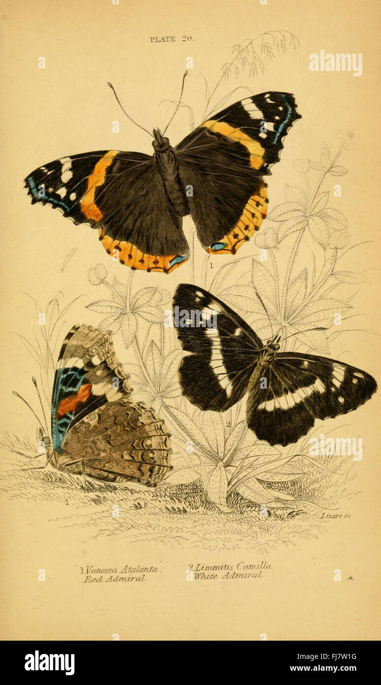 An illustration from 'The Natural History of British Butterflies ...