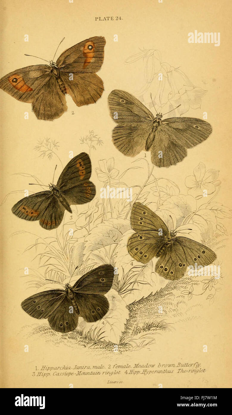Native british butterflies hi-res stock photography and images - Alamy