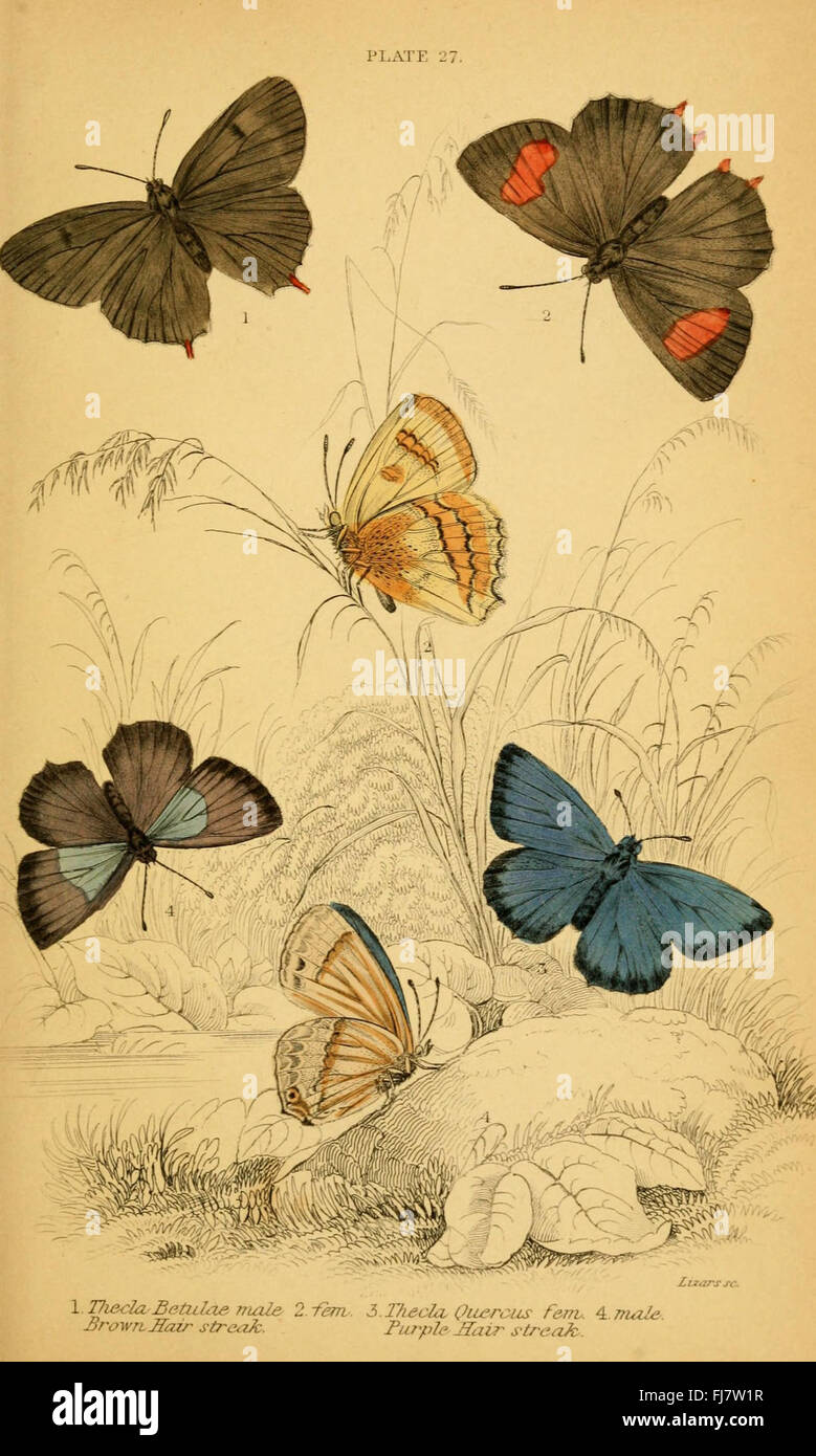 A detailed illustration from 'The Natural History of British ...